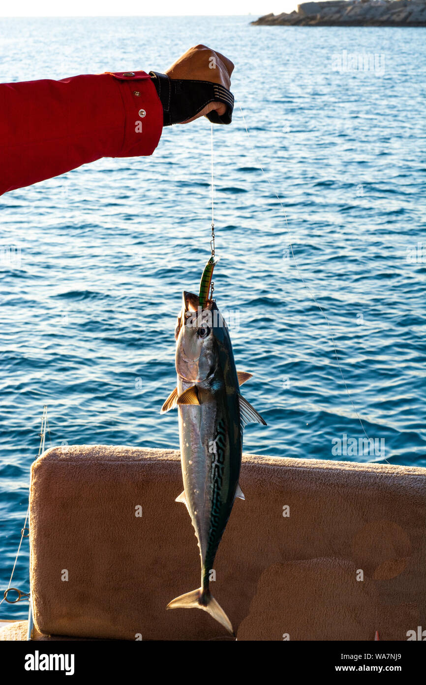 Body bait hi-res stock photography and images - Alamy