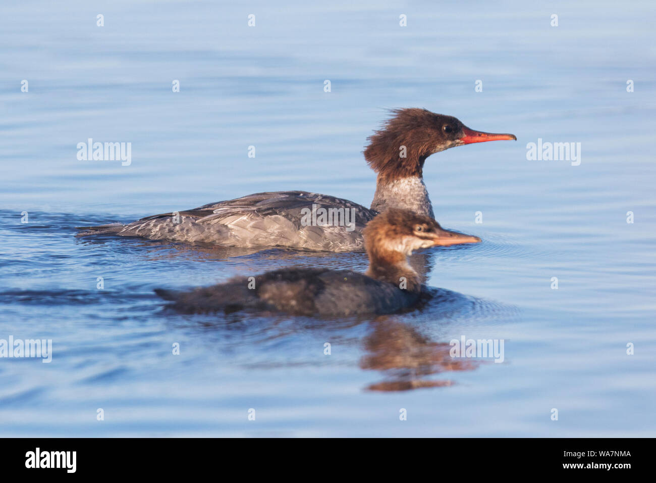 female common merganser and baby Stock Photo - Alamy