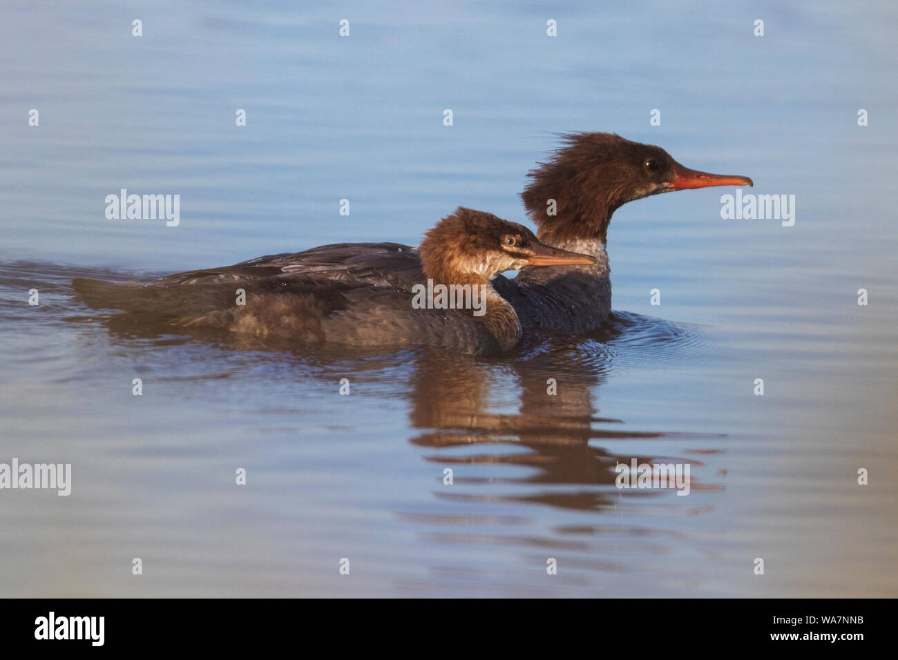 female common merganser and baby Stock Photo - Alamy