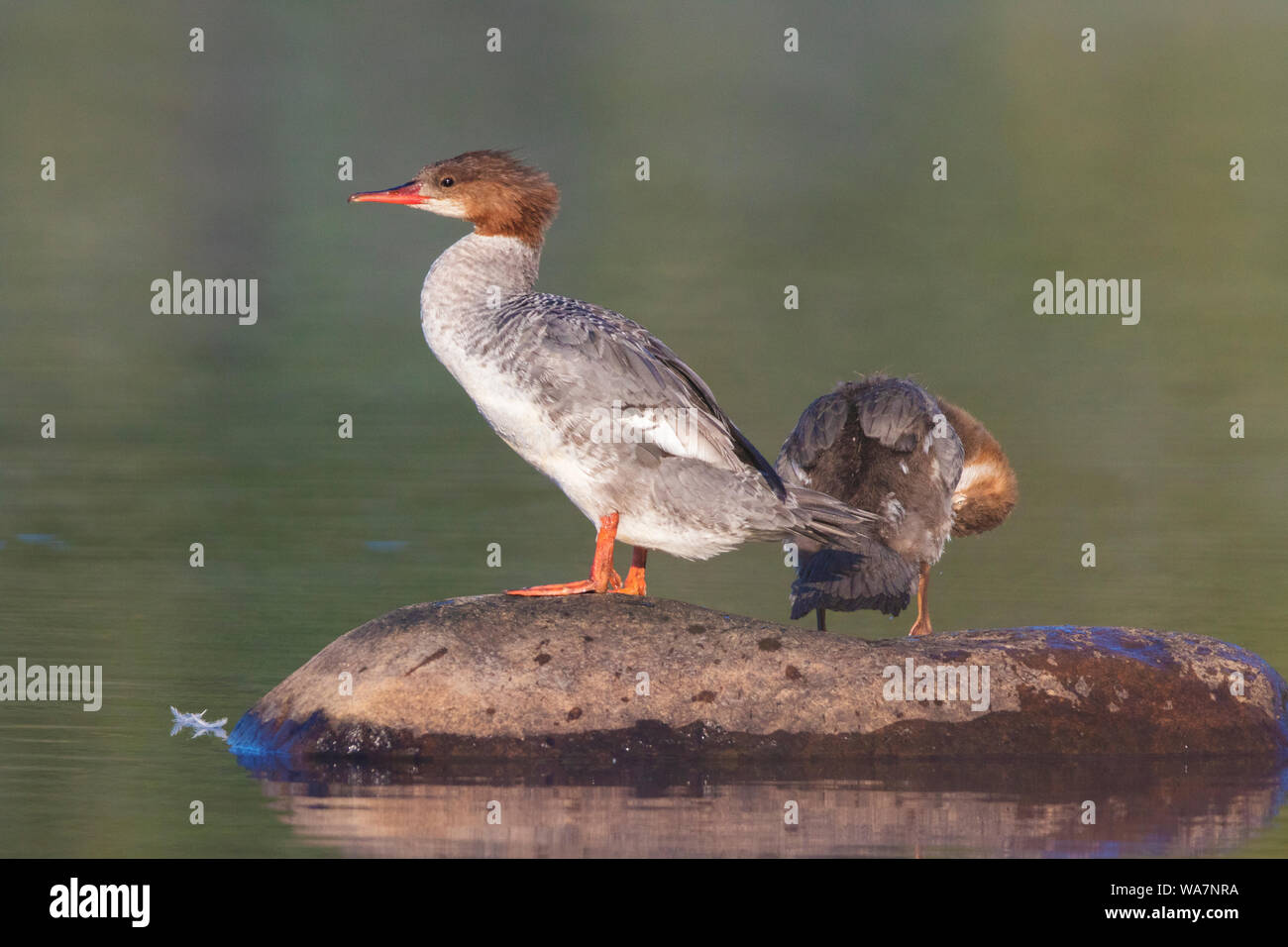 female common merganser and baby Stock Photo - Alamy