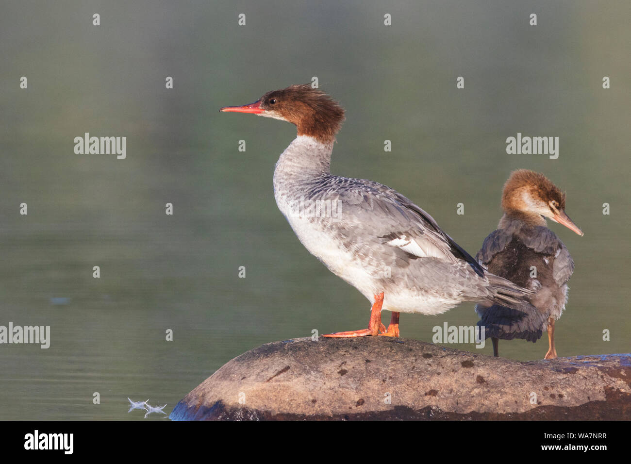 female common merganser and baby Stock Photo - Alamy