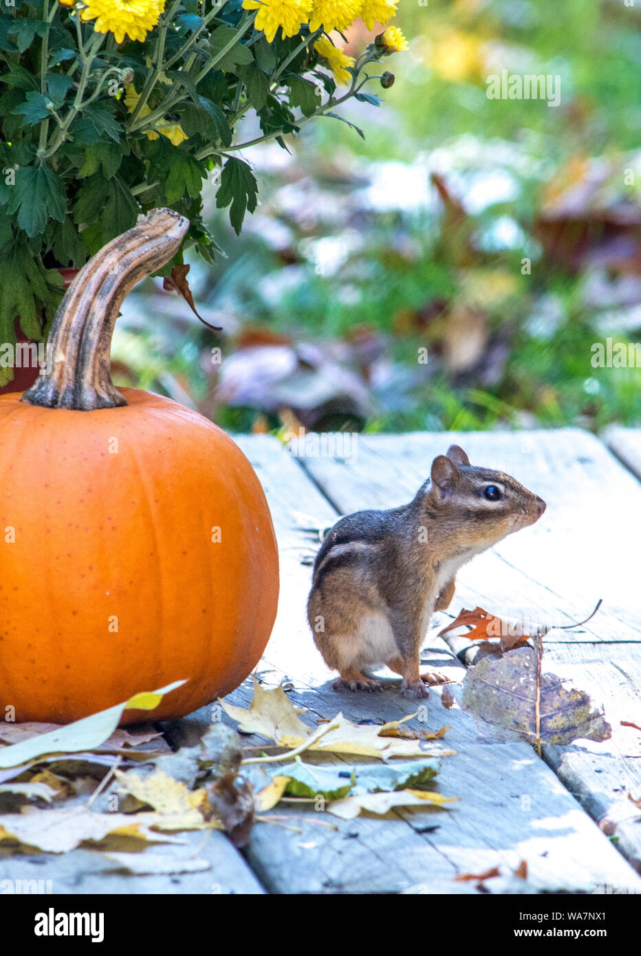 Fat chipmunk hi-res stock photography and images - Alamy