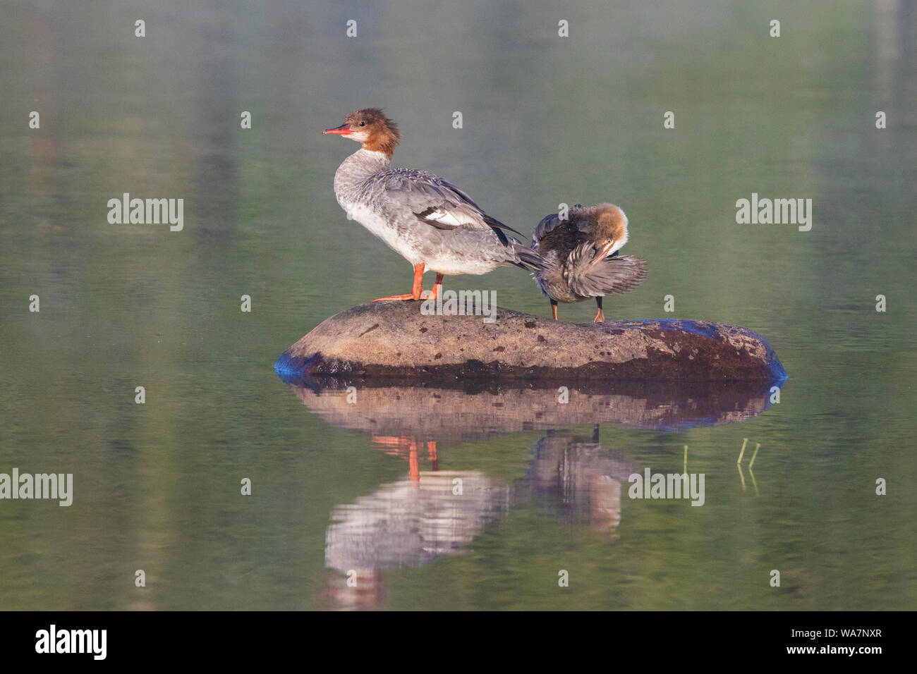 female common merganser and baby Stock Photo - Alamy