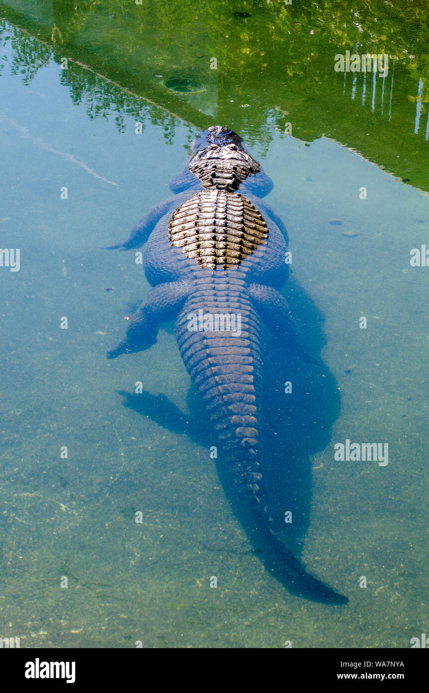 alligator swimming away in clear green water Stock Photo - Alamy