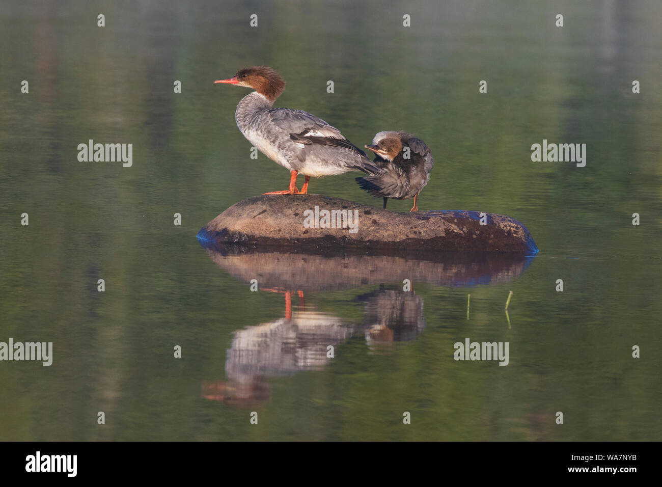female common merganser and baby Stock Photo - Alamy
