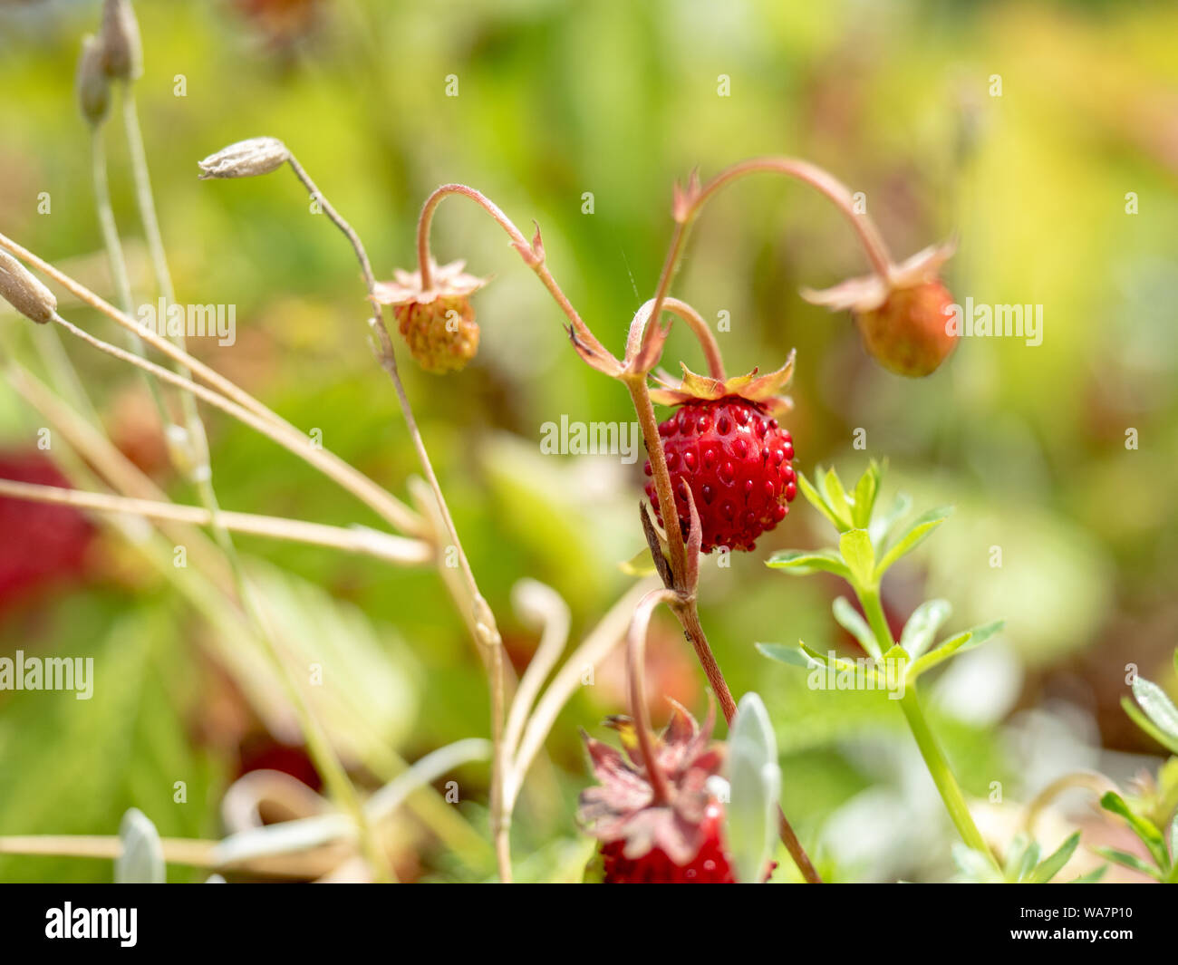 Wild strawberry, woodland strawberry, Alpine strawberry, Carpathian ...