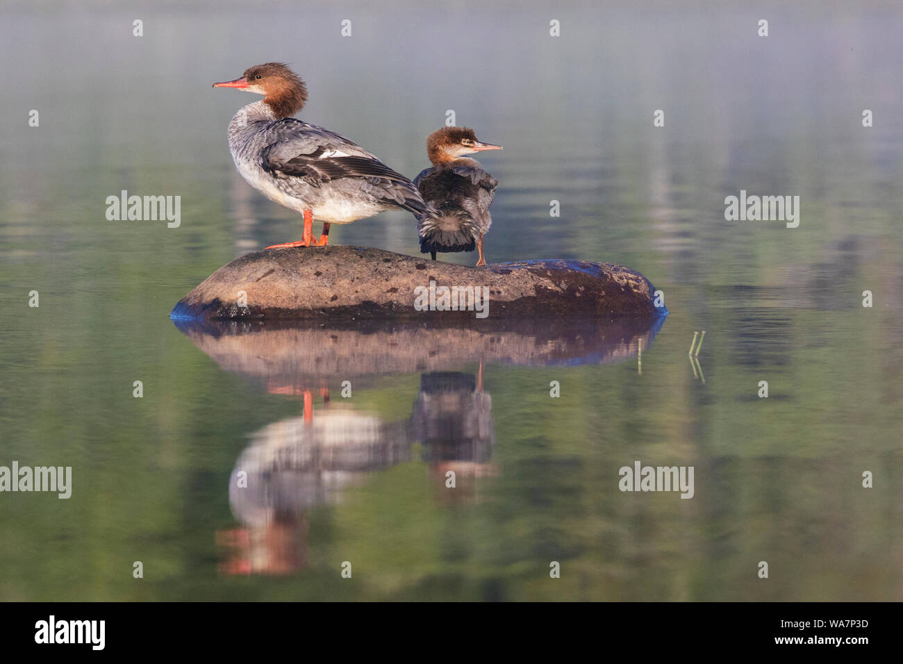 female common merganser and baby Stock Photo - Alamy