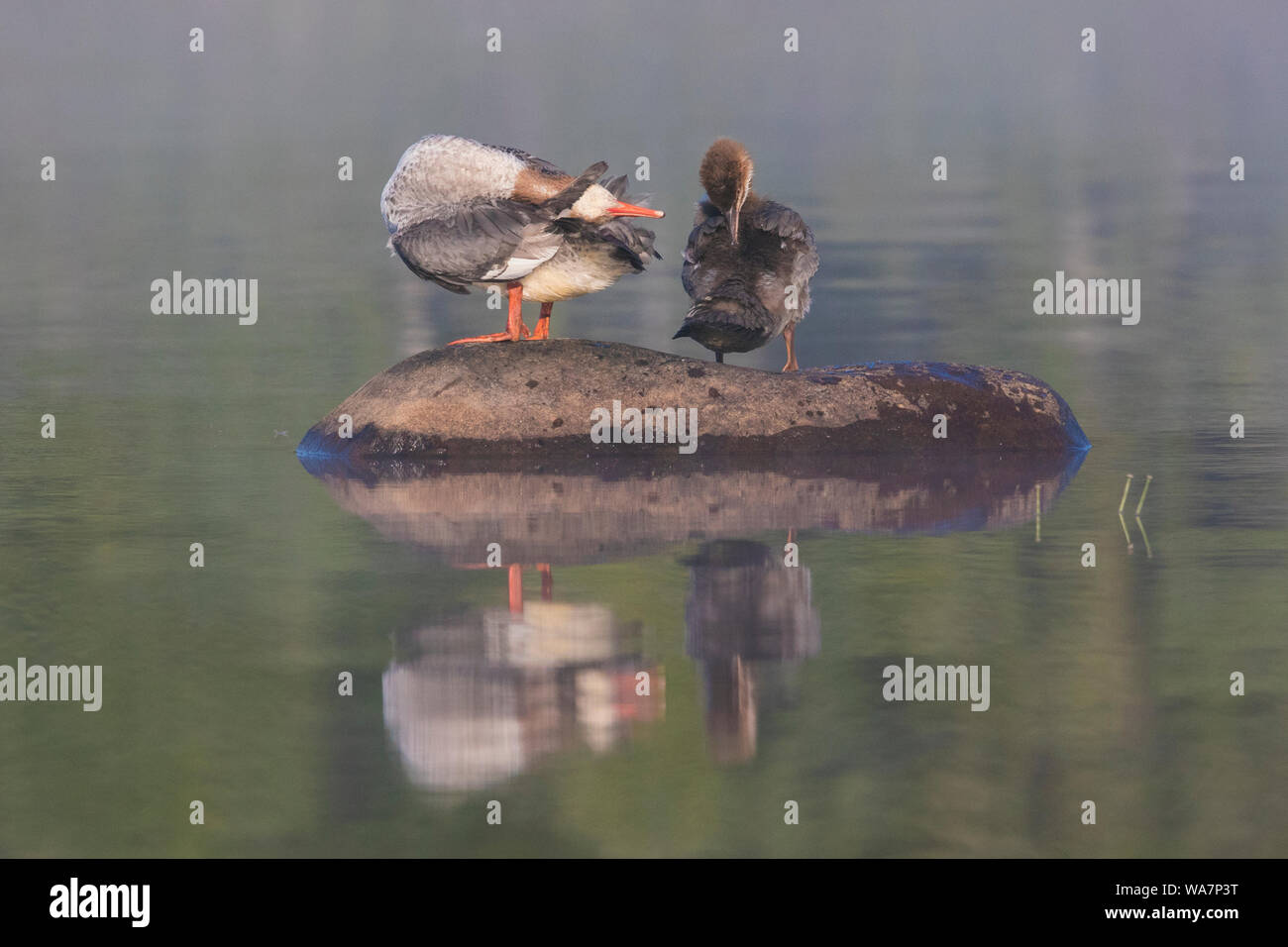 female common merganser and baby Stock Photo - Alamy