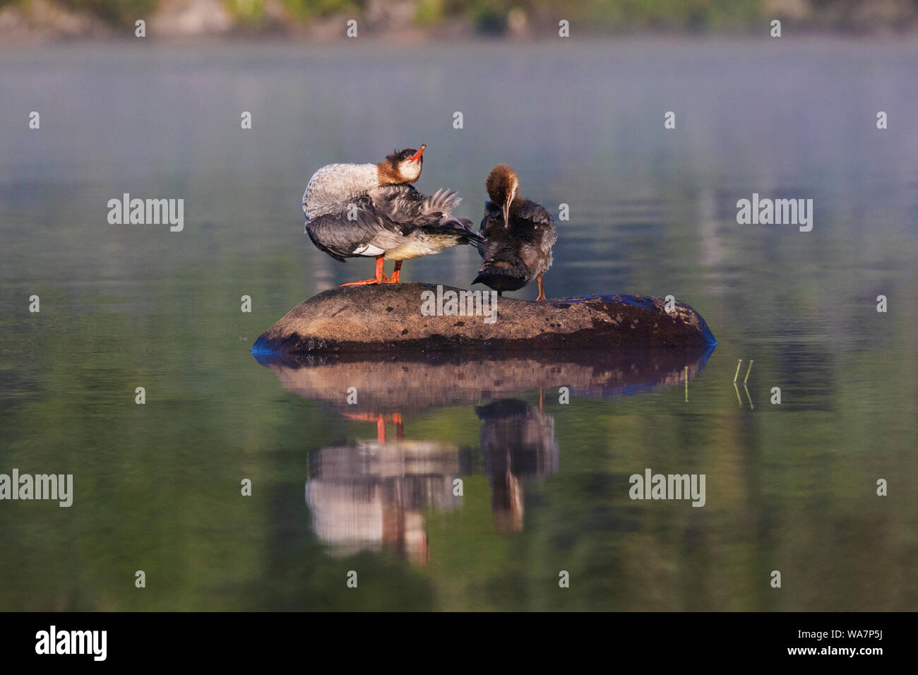 female common merganser and baby Stock Photo - Alamy