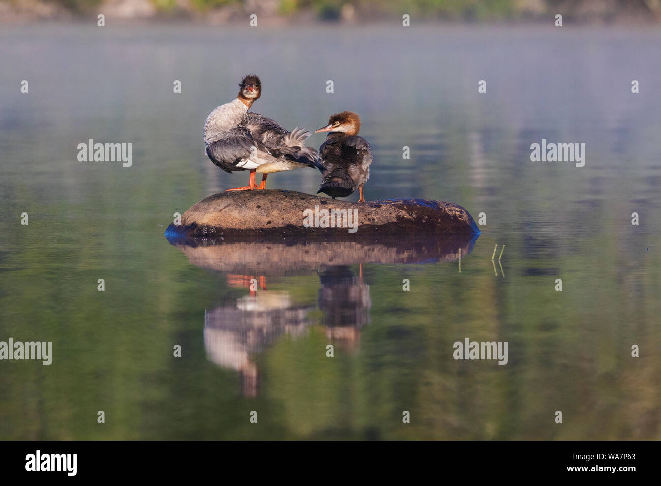 female common merganser and baby Stock Photo - Alamy