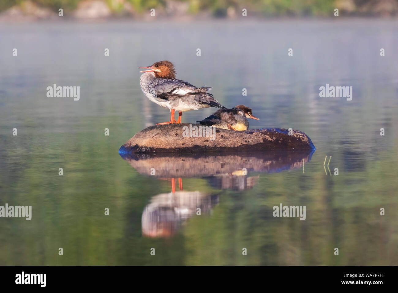 female common merganser and baby Stock Photo - Alamy