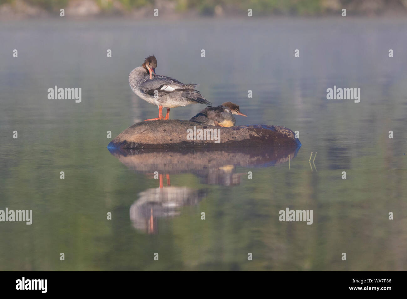 female common merganser and baby Stock Photo - Alamy