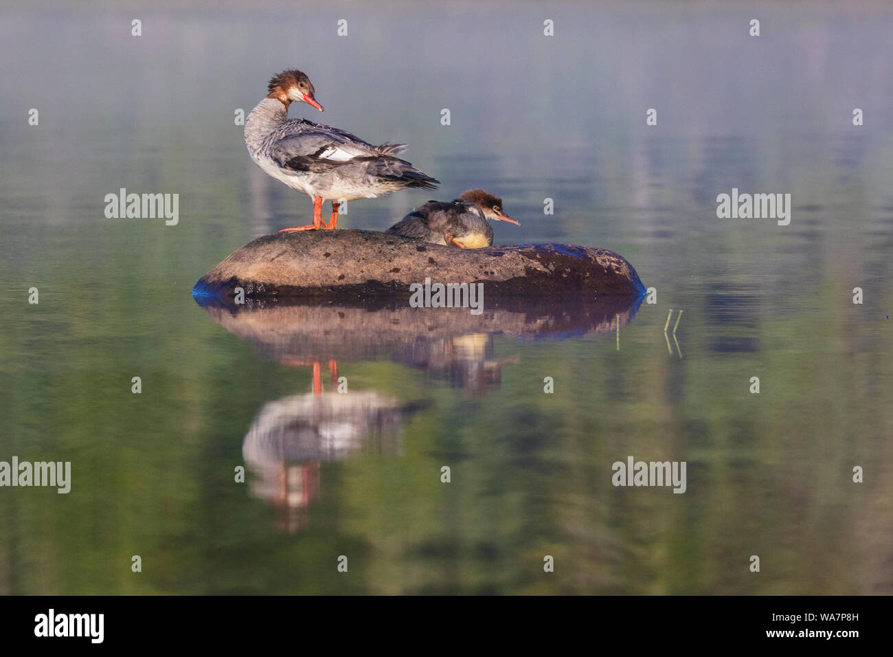 female common merganser and baby Stock Photo - Alamy