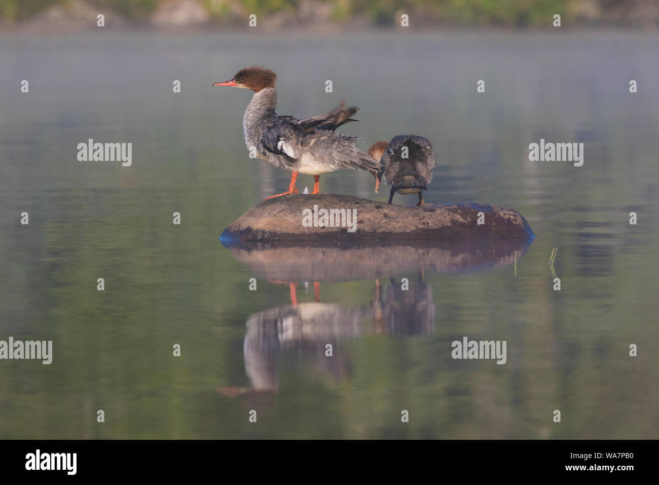 female common merganser and baby Stock Photo - Alamy