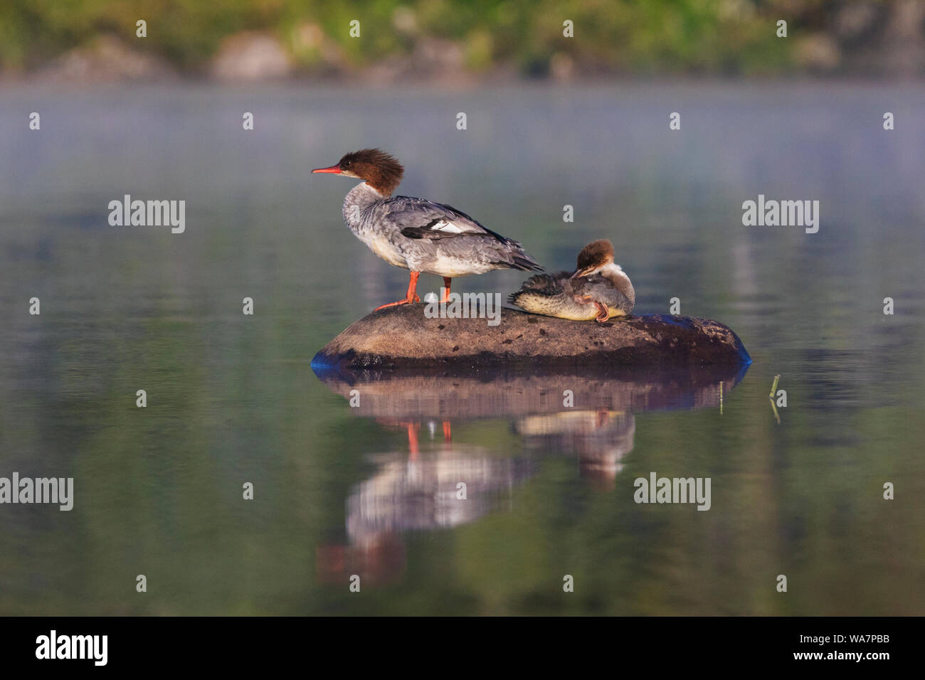 female common merganser and baby Stock Photo - Alamy