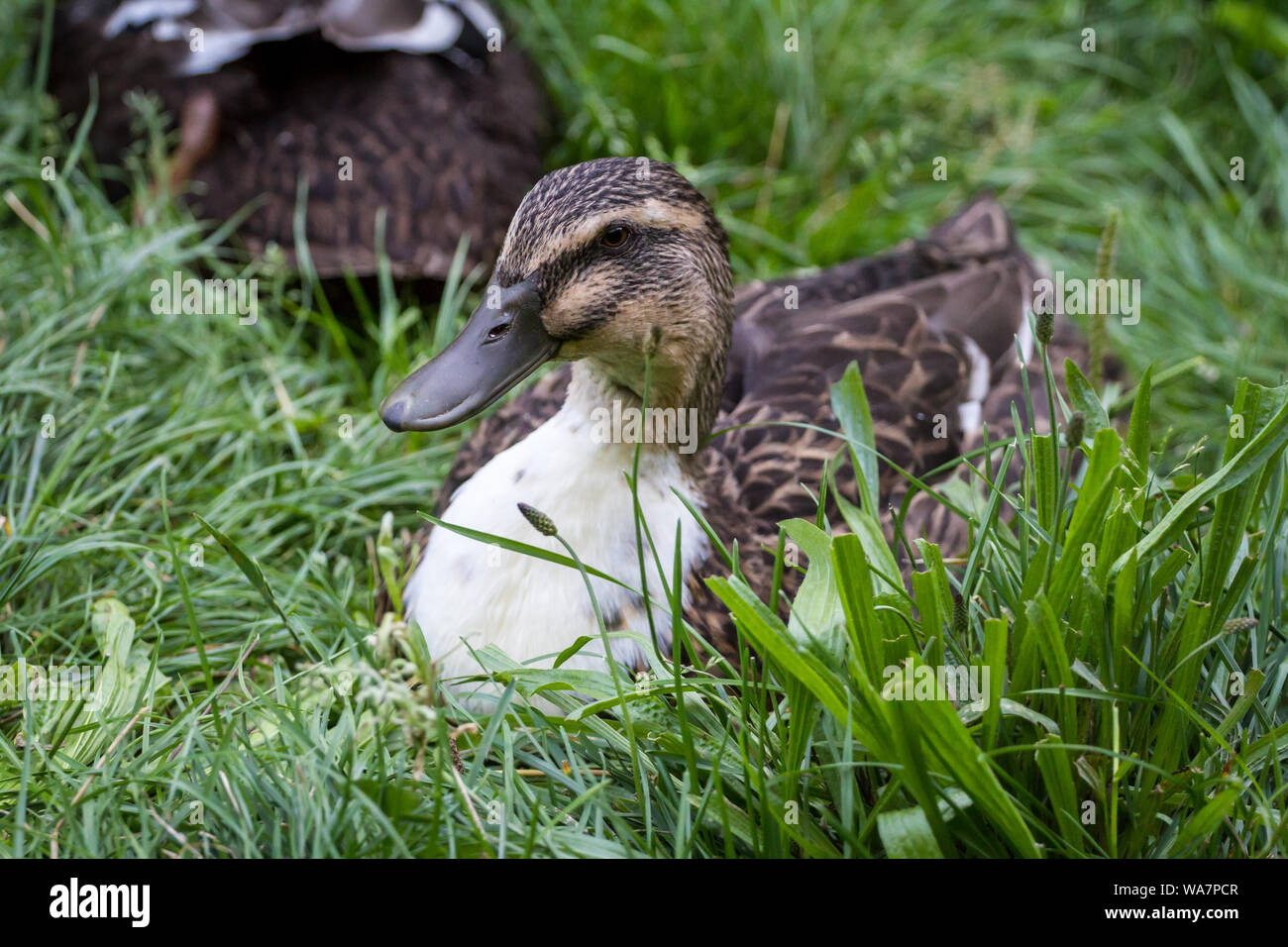 Domestic duck hi-res stock photography and images - Alamy