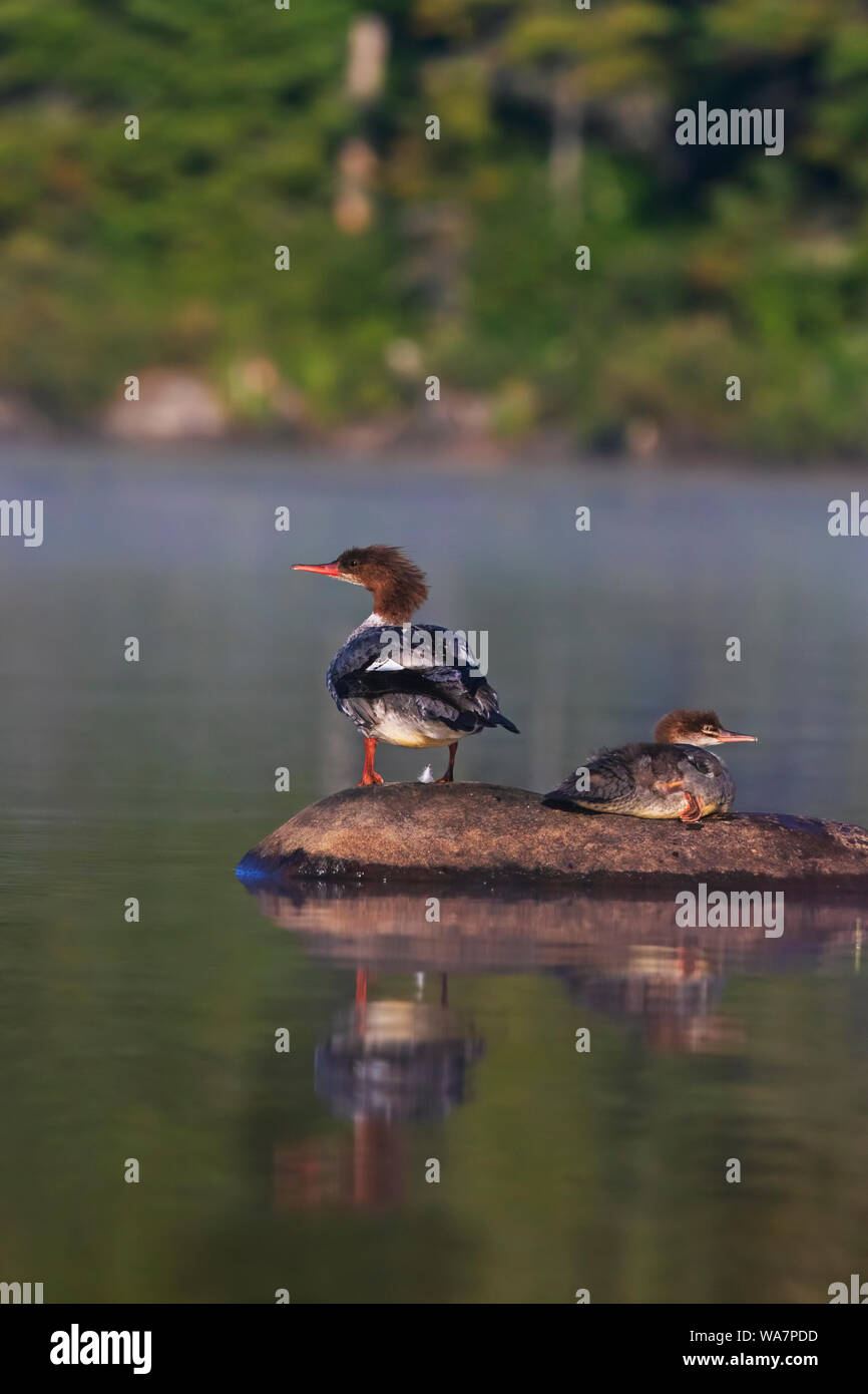 female common merganser and baby Stock Photo - Alamy
