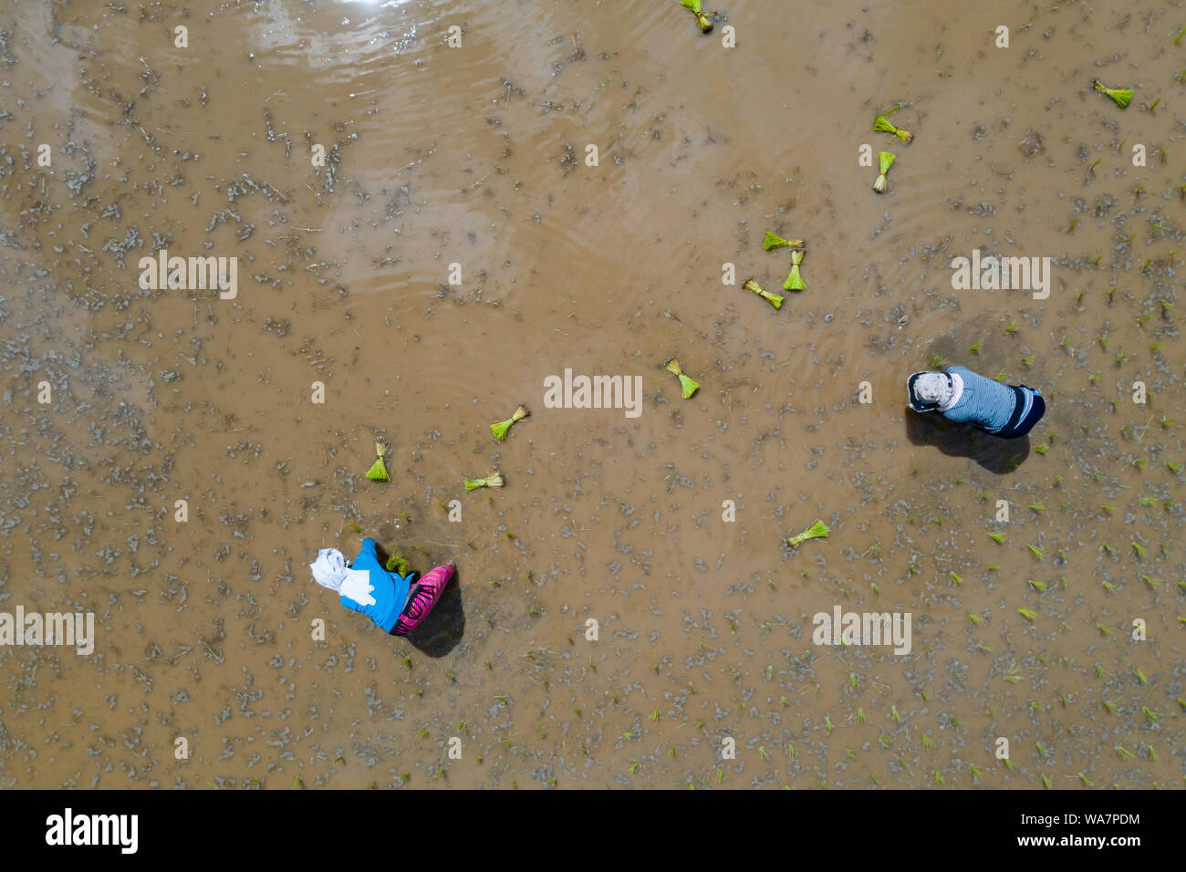 Aerial drone view of thai women transplanting rice seedlings in paddy ...