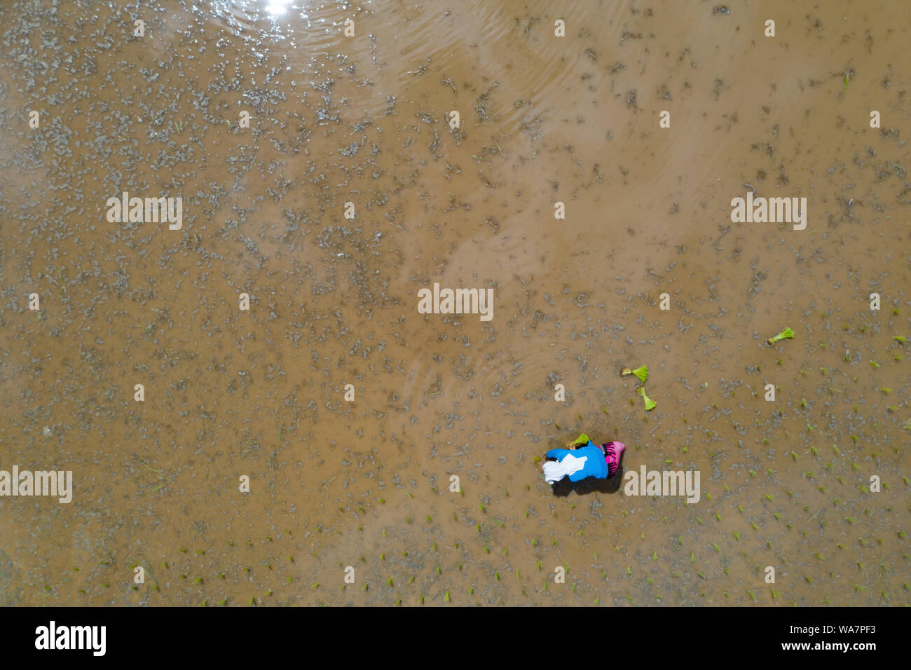 Transplanting rice seedlings hi-res stock photography and images - Alamy