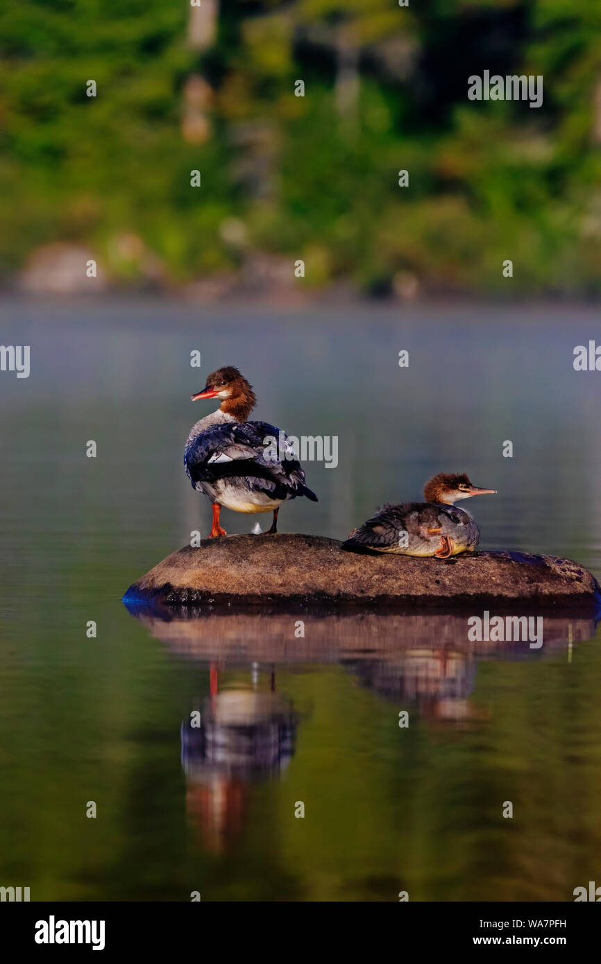 female common merganser and baby Stock Photo - Alamy