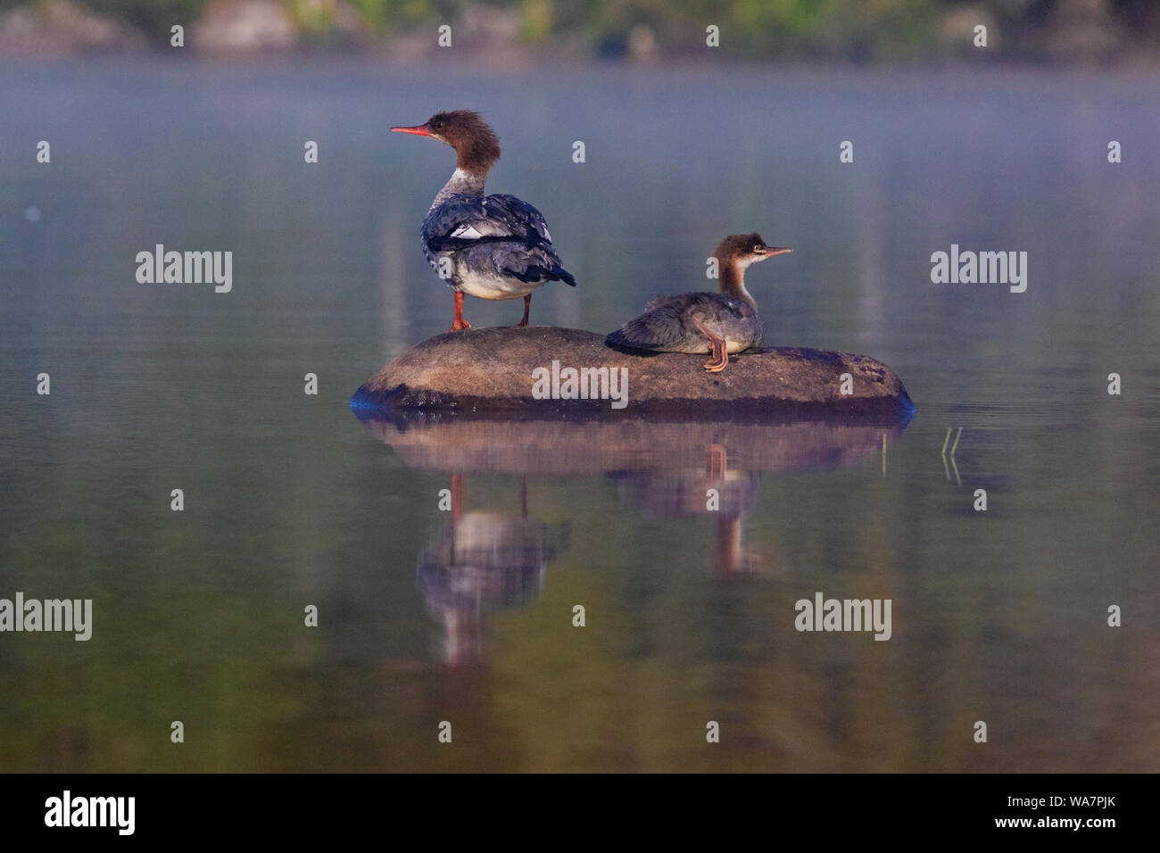 female common merganser and baby Stock Photo - Alamy
