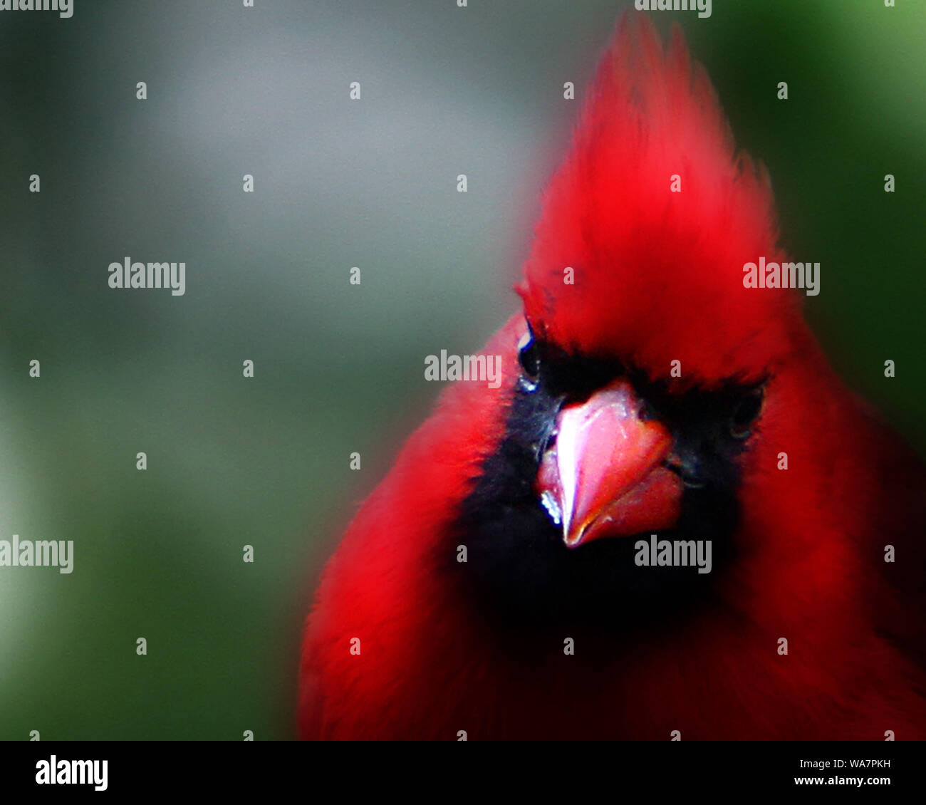 Not happy not smile not smiling hi-res stock photography and images - Alamy