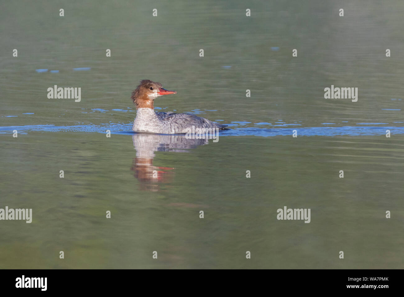 Female and drake goosander hi-res stock photography and images - Alamy