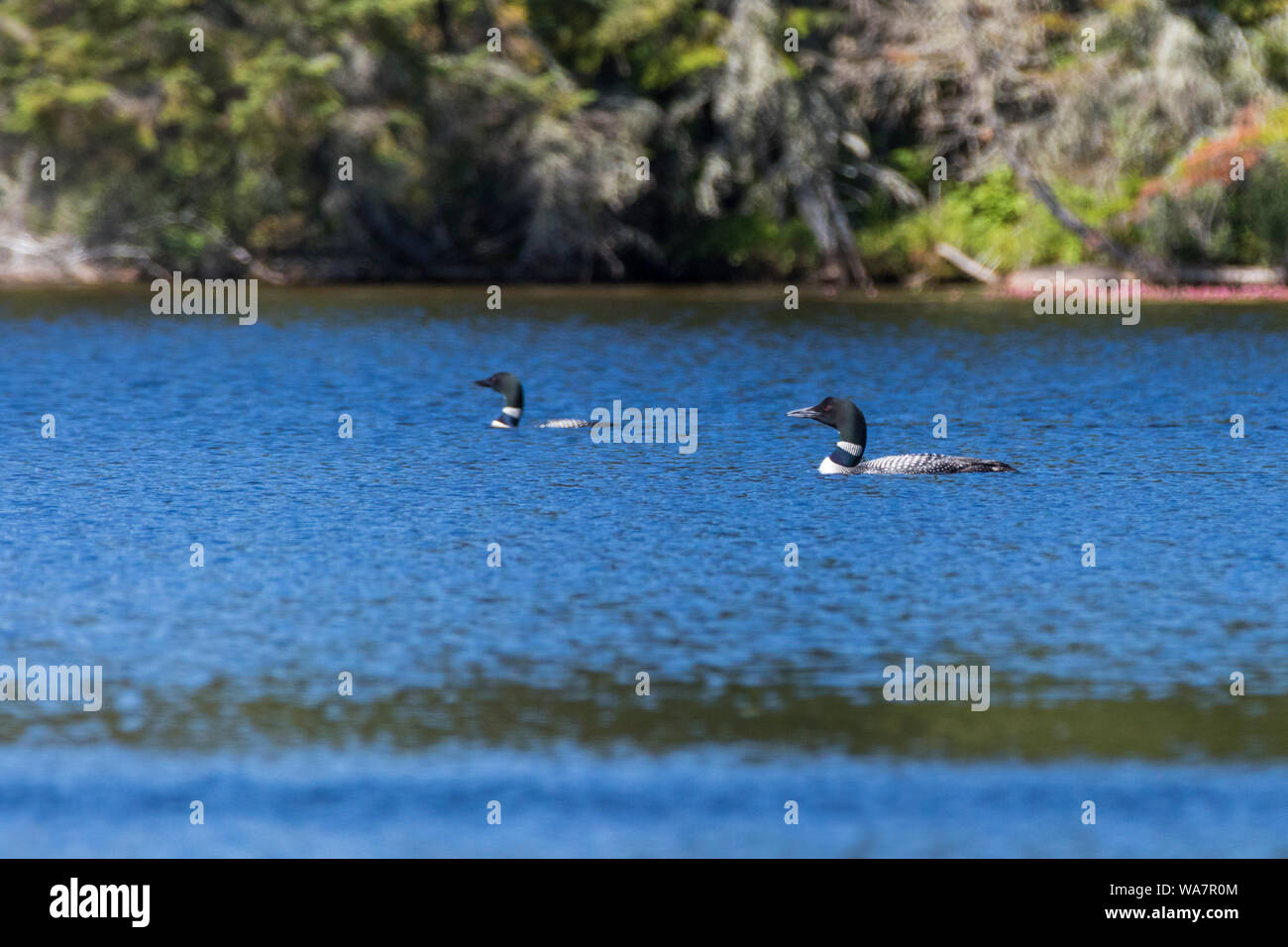 Common Loon Pair High Resolution Stock Photography and Images - Alamy