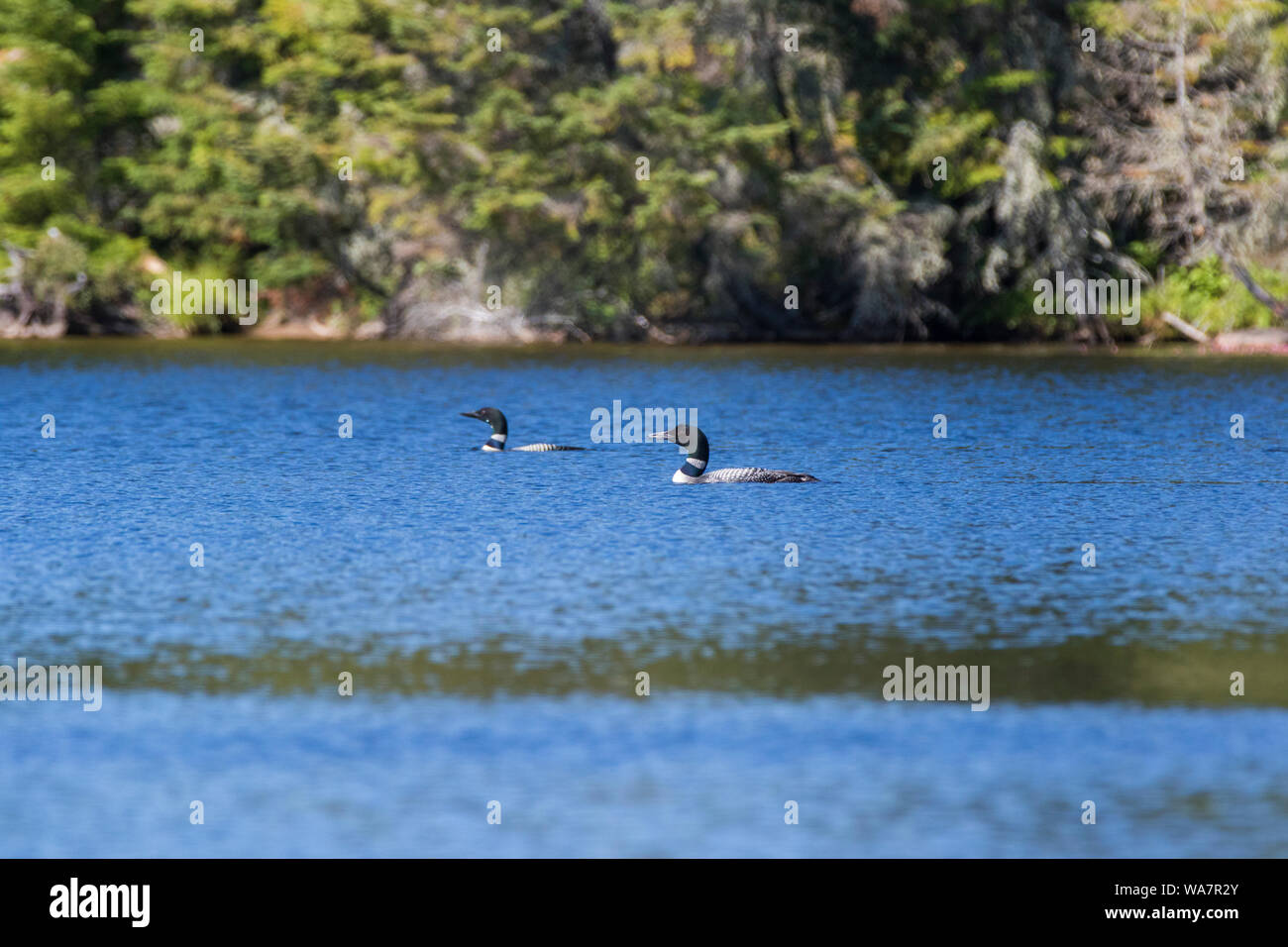 Common Loon Pair High Resolution Stock Photography and Images - Alamy