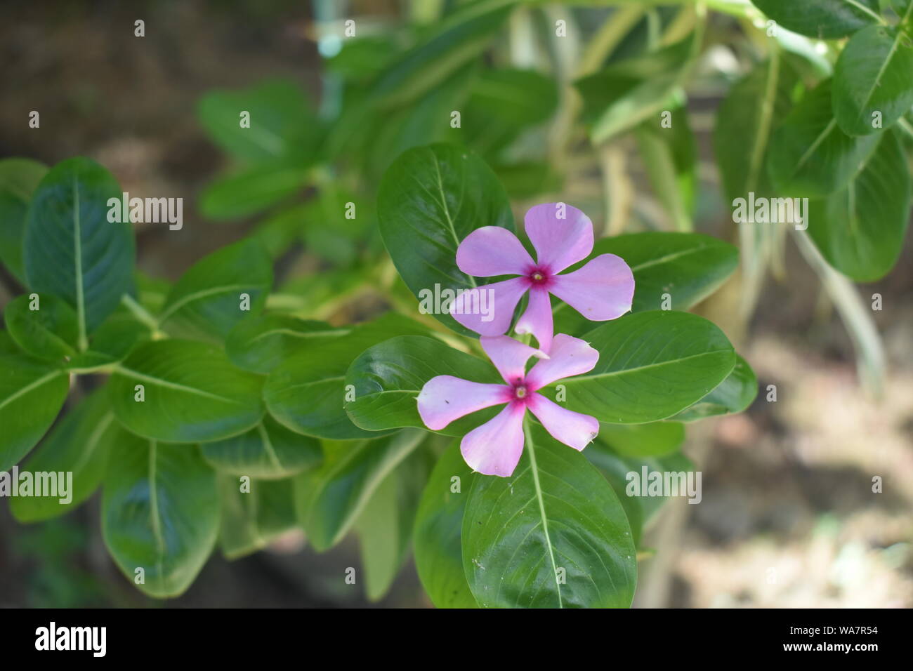 simple yet beautiful pink flowers Stock Photo - Alamy