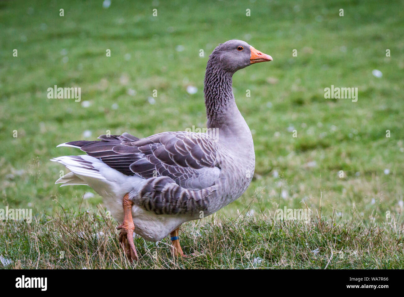 Walking goose walking hi-res stock photography and images - Alamy