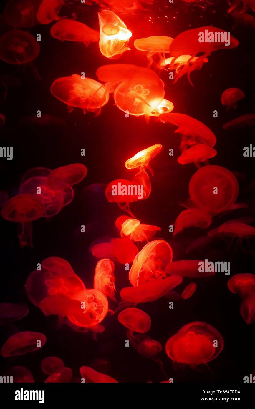 Red alert hi-res stock photography and images - Alamy