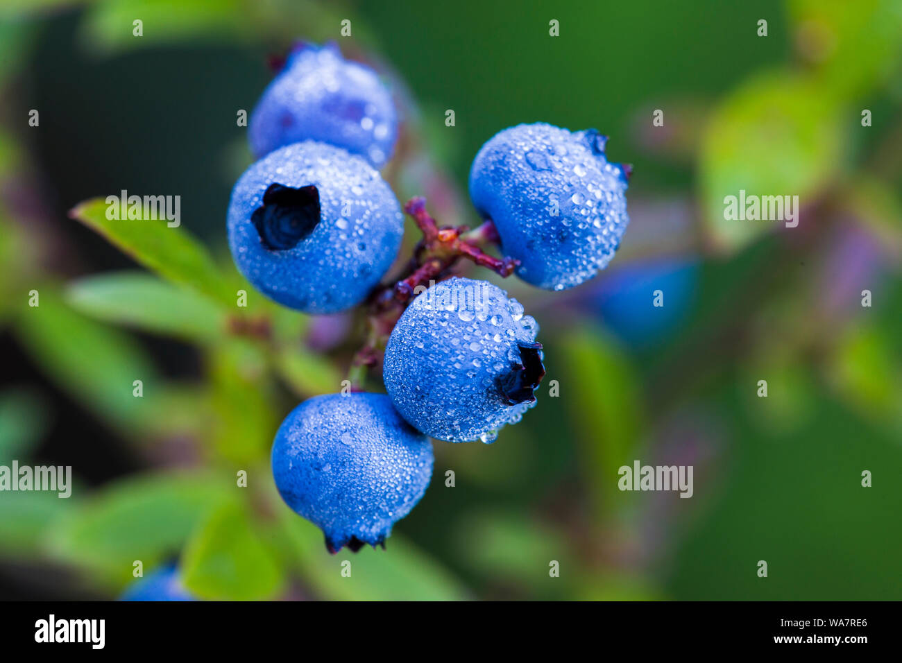 Vaccinium angustifolium, commonly known as the wild lowbush blueberry ...
