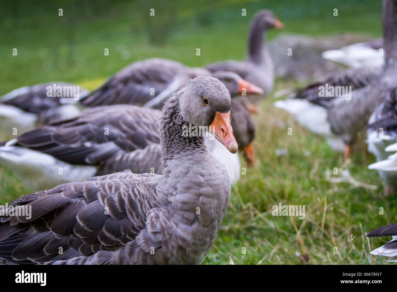 Goose gees hi-res stock photography and images - Alamy