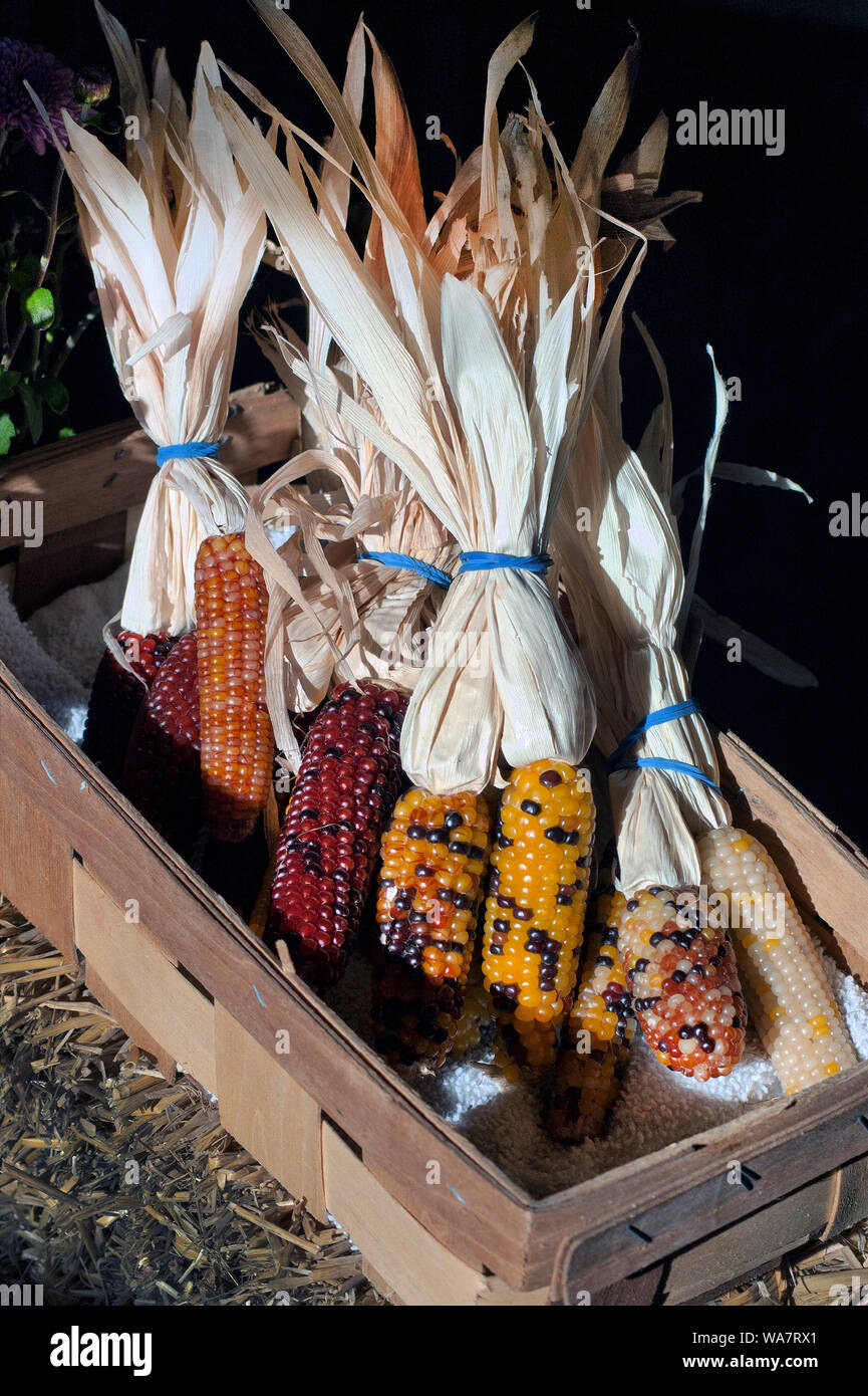 Colorful Indian corn sits for sale at a Michigan farm ready for fall ...
