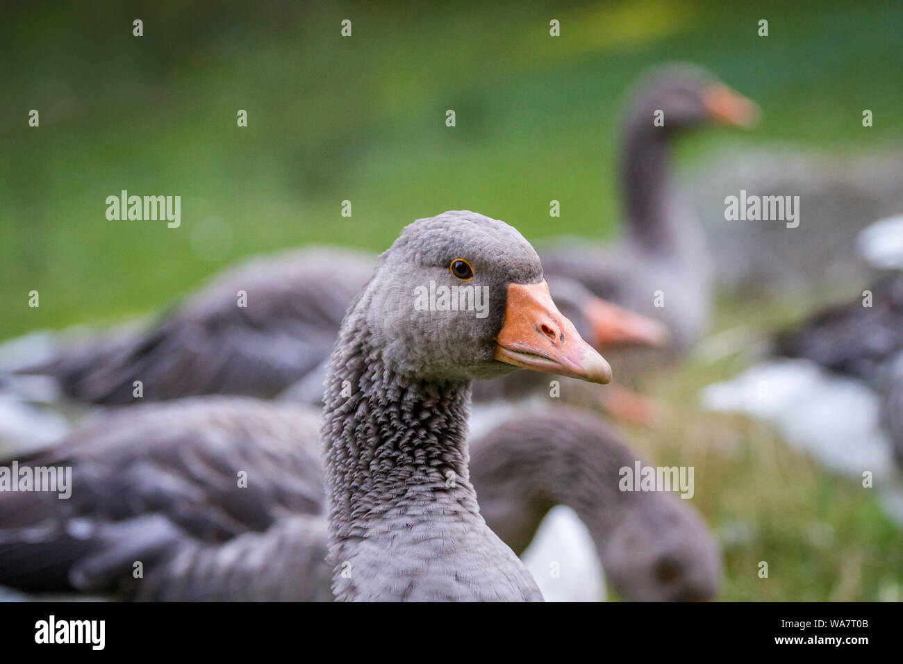 Gees bird hi-res stock photography and images - Alamy