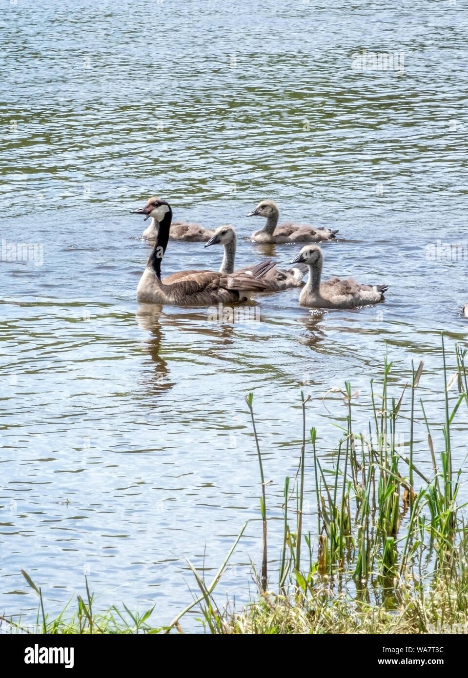 baby geese follow close to mom as they swim in a clear lake in Michigan ...