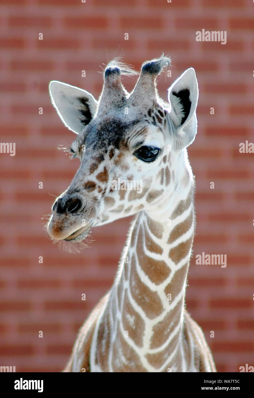 Giraffe baby in zoo hi-res stock photography and images - Alamy