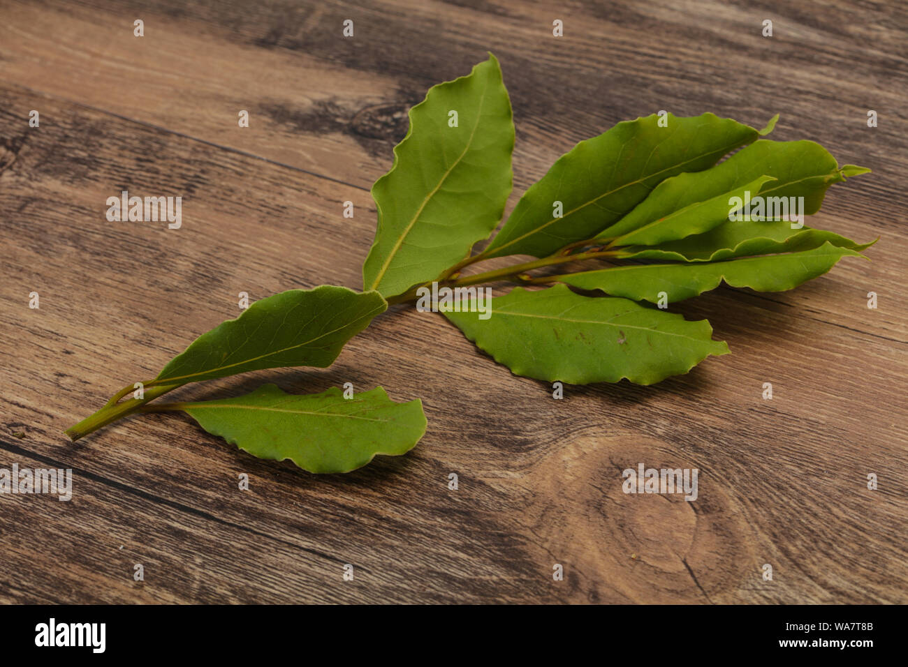 Green laurel leaves on the branch - for cooking Stock Photo - Alamy