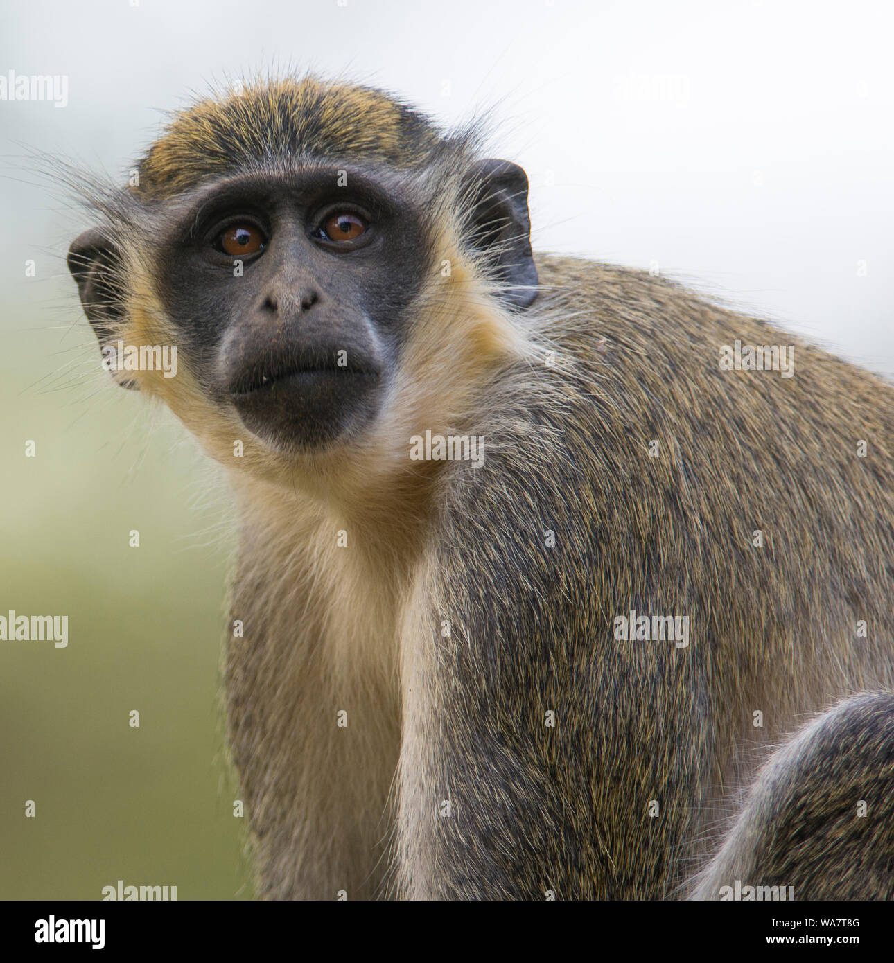 Green Monkey Chlorocebus sabaeus in The Gambia Africa sat on the ground ...