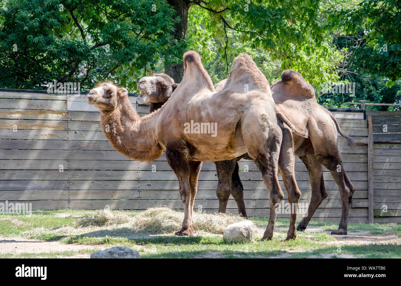 Bactrian Camels Habitat