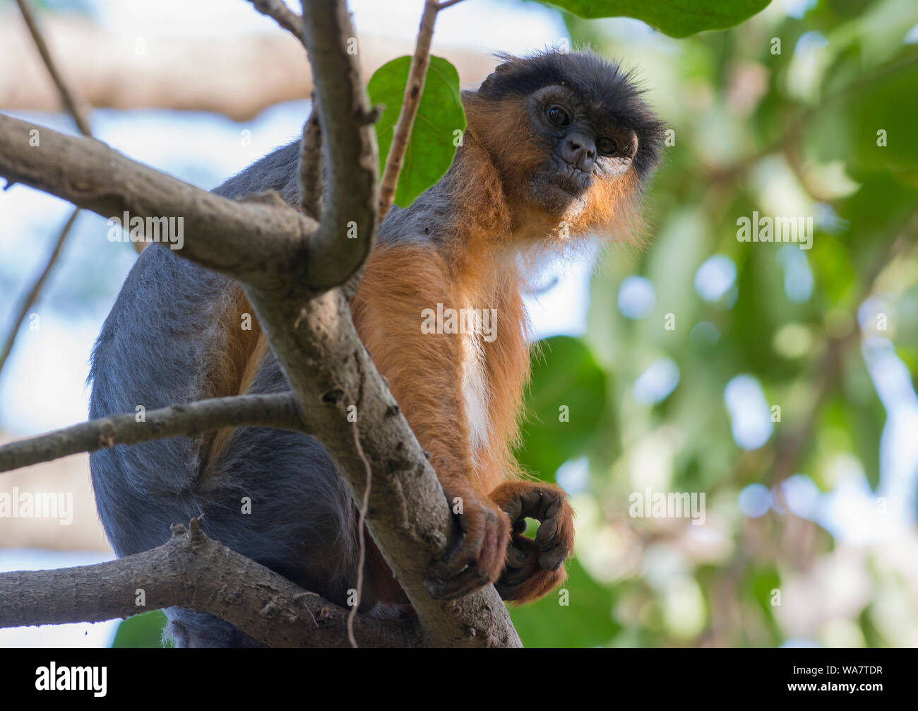 Western red colobus monkey piliocolobus badius hi-res stock photography ...