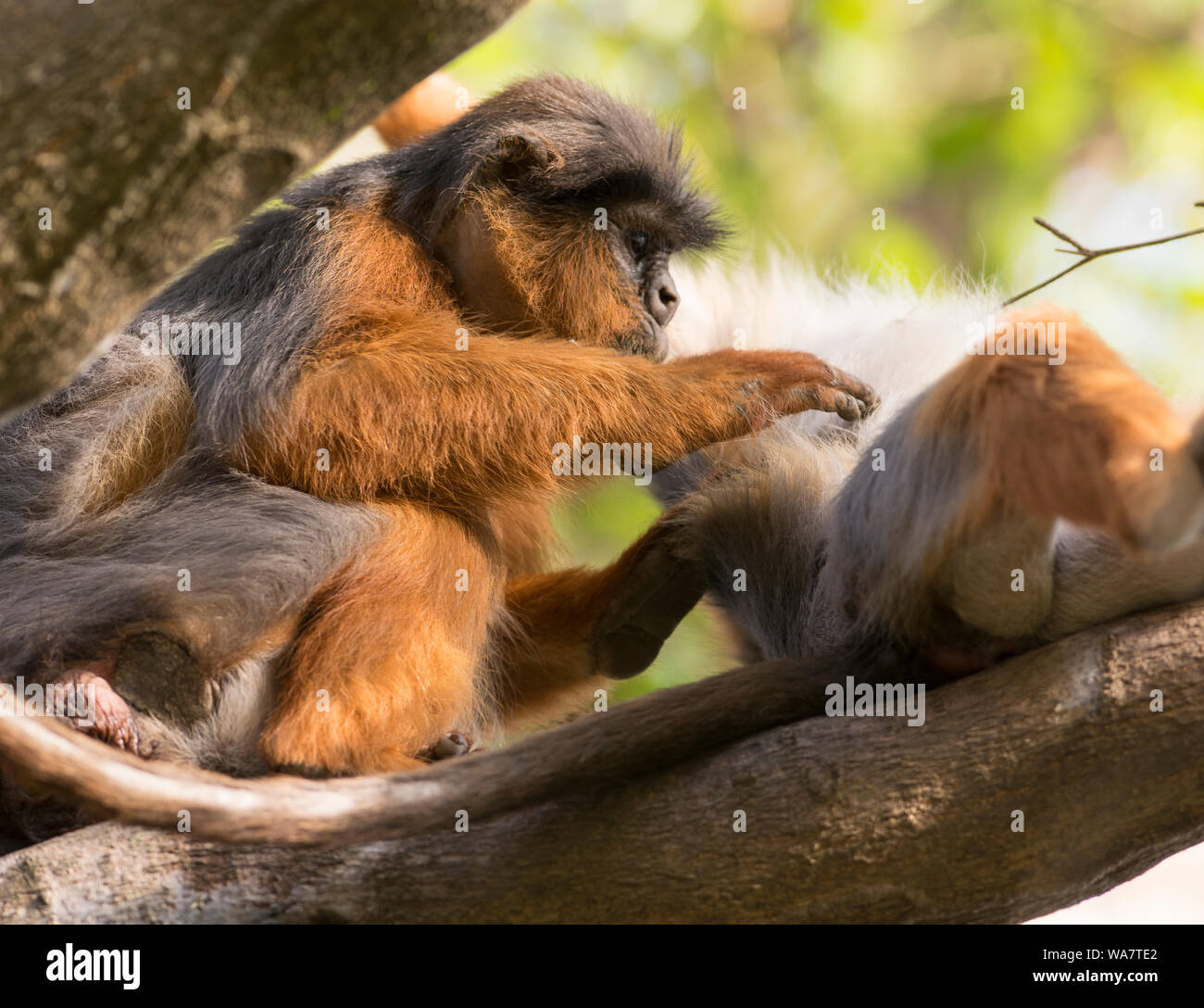 Western Red Colobus Monkey Piliocolobus badius in The Gambia Africa sat ...
