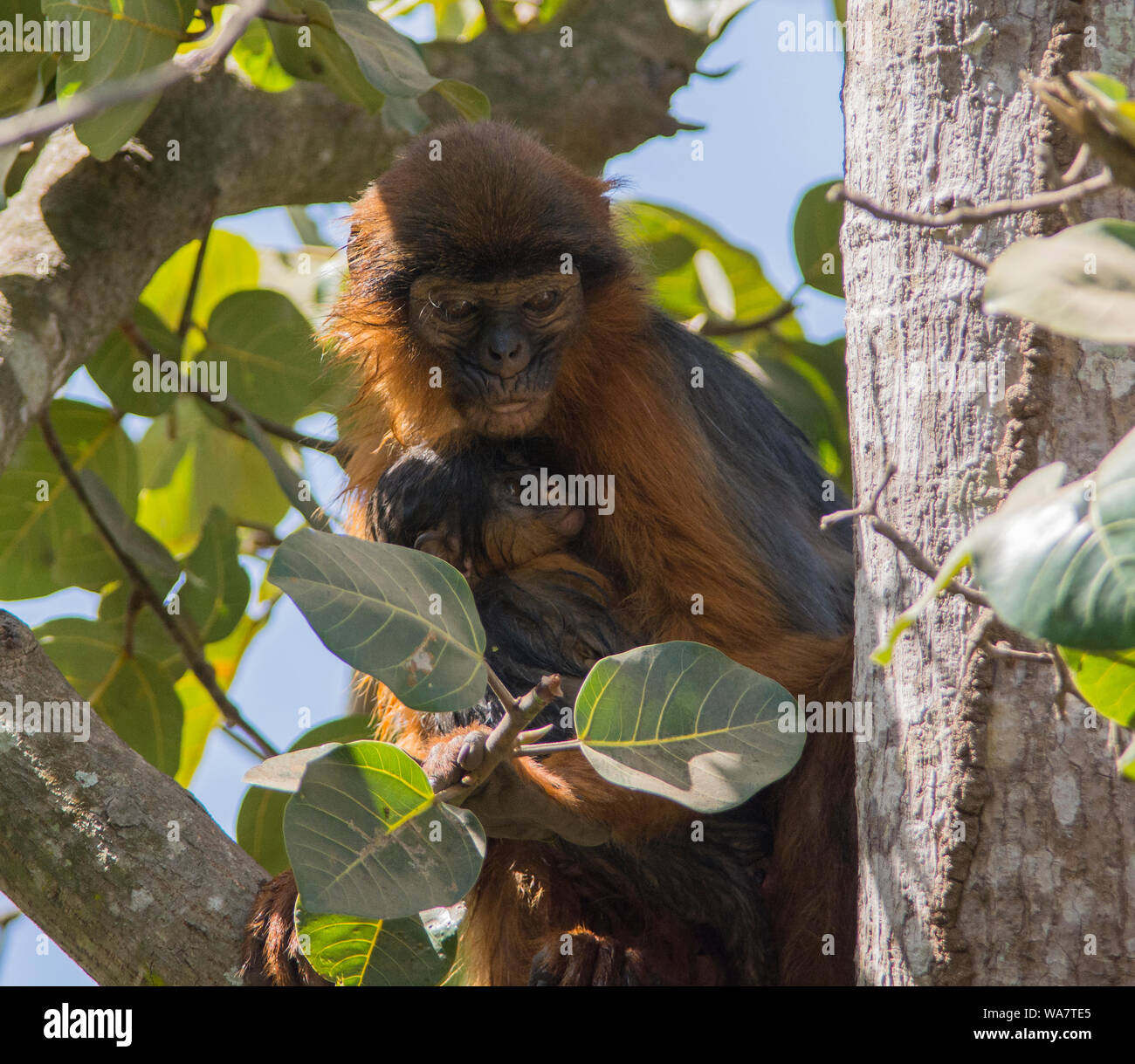 Western red colobus monkey piliocolobus badius hi-res stock photography ...