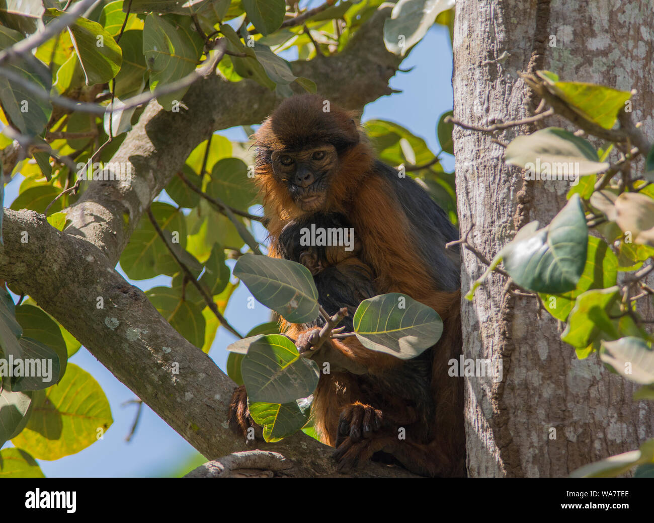 Western Red Colobus Monkey Piliocolobus badius in The Gambia Africa sat ...