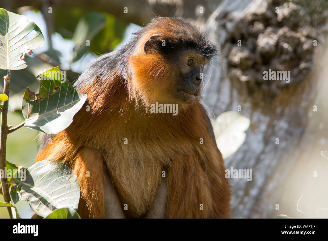 Western red colobus monkey piliocolobus badius hi-res stock photography ...