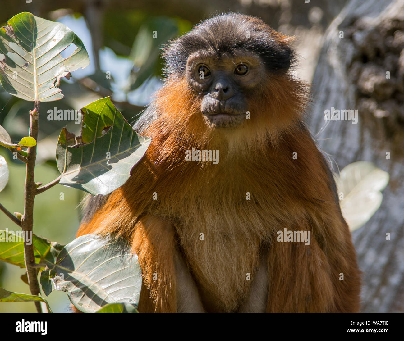 Western red colobus monkey piliocolobus badius hi-res stock photography ...