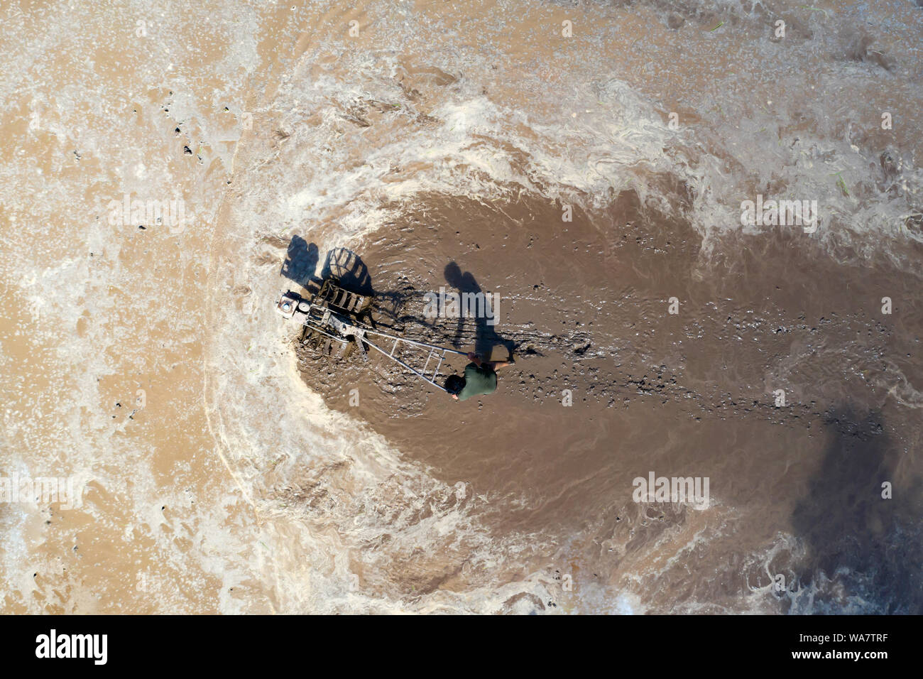 Aerial, drone view of man plowing paddy field ready for new rice crop ...