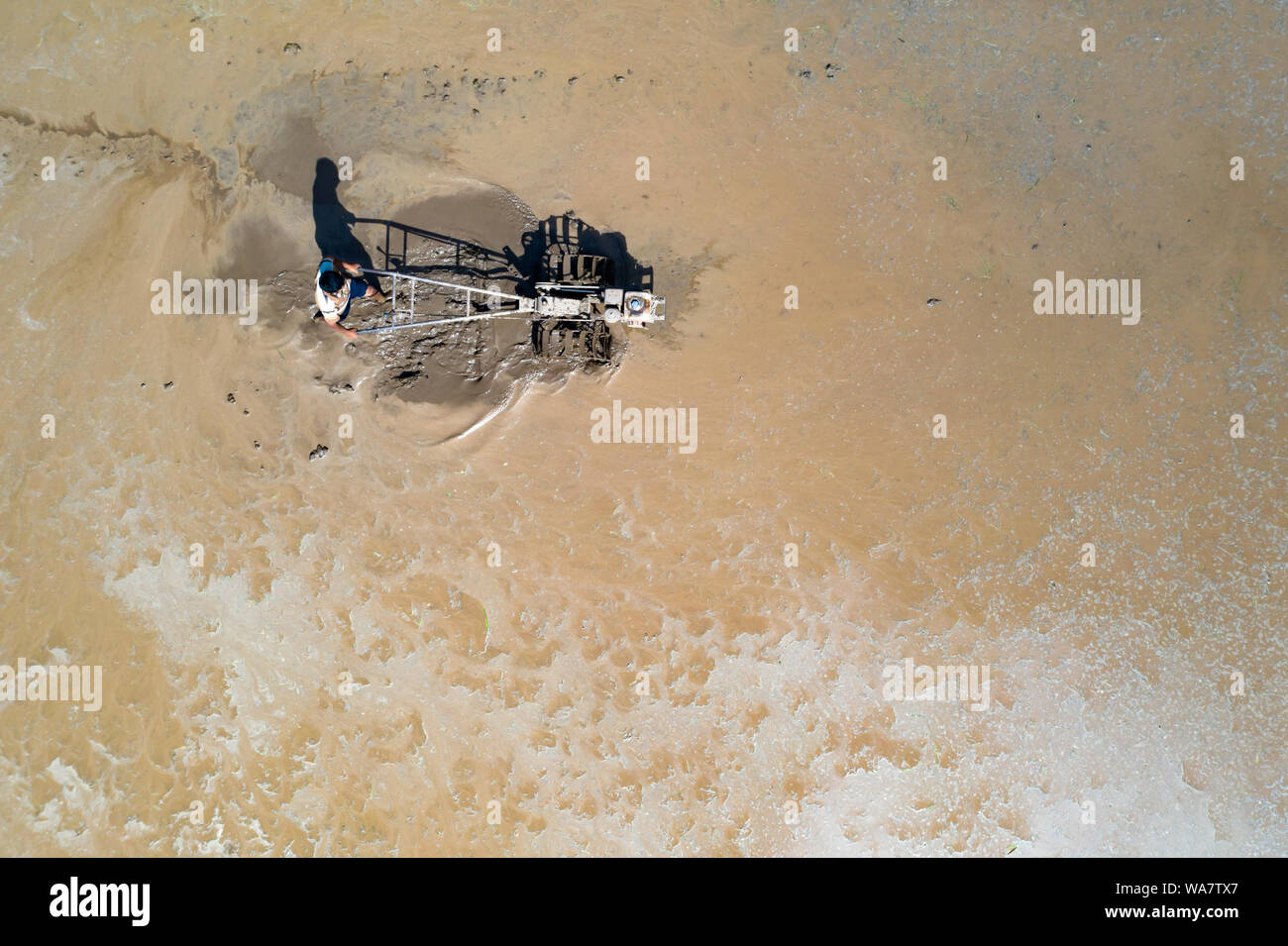 Aerial, drone view of man plowing paddy field ready for new rice crop ...