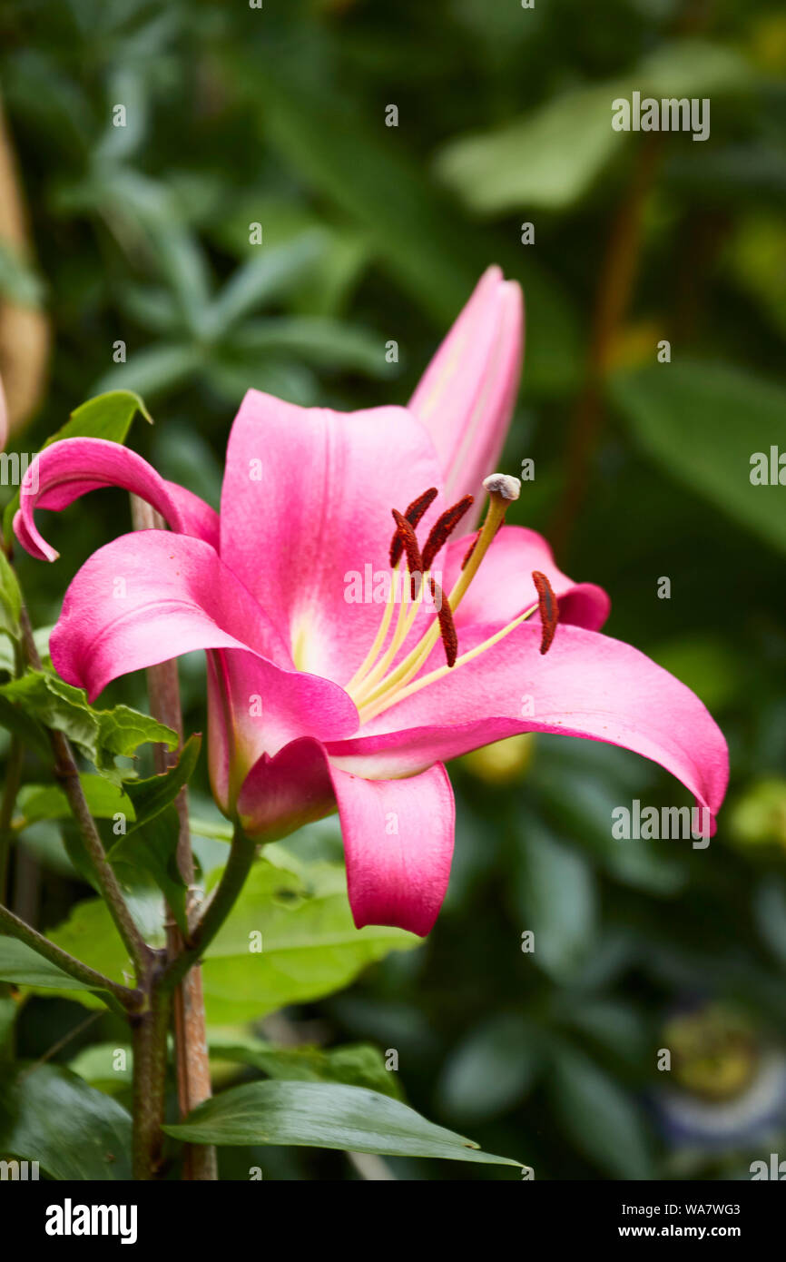 Lilly flower nature portrait in urban garden, London, England, United ...